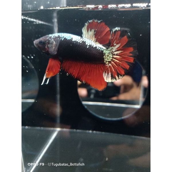 Jual Avatar cooper Red chromatic,black series | Shopee Indonesia