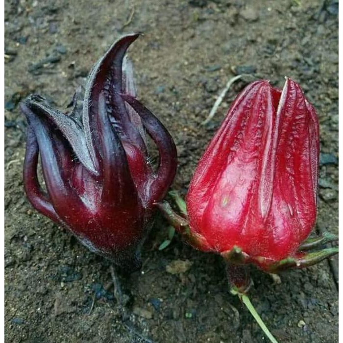 Jual Stok Ready! 1 Kg Benih Biji Bunga Rosella Ungu Hitam Herbal Bibit ...