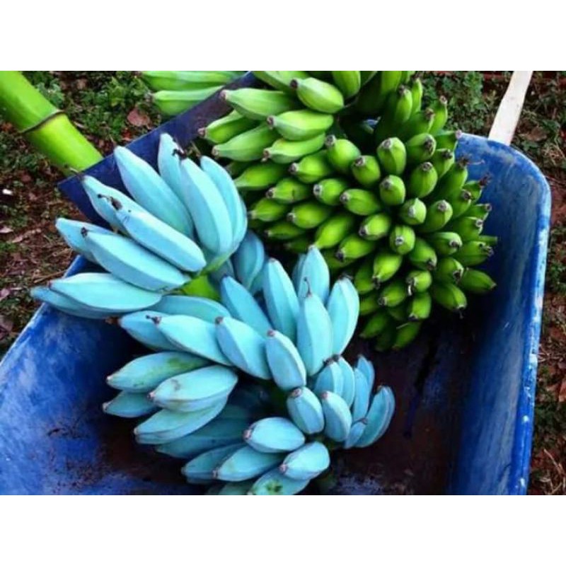Jual Bibit buah pisang biru / banana blue java asli /pisang unik/pisang ...