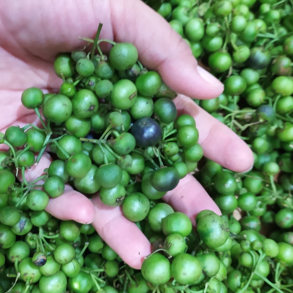 Jual Leunca Segar Sayur Lalapan Sayuran Hijau Sayur Segar Cikarang ...