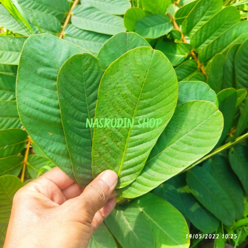 Jual DAUN KETEPENG SEGAR 100 LEMBAR | SENNA ALATA | DAUN KASKADO ...
