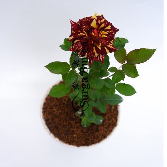 Jual Tanaman Bunga Mawar Batik (rosa multiflora) Kondisi Berbunga ...