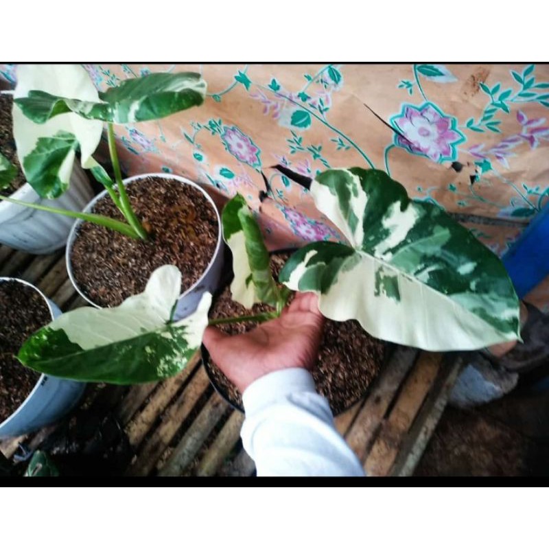 Jual sente variegata | Shopee Indonesia