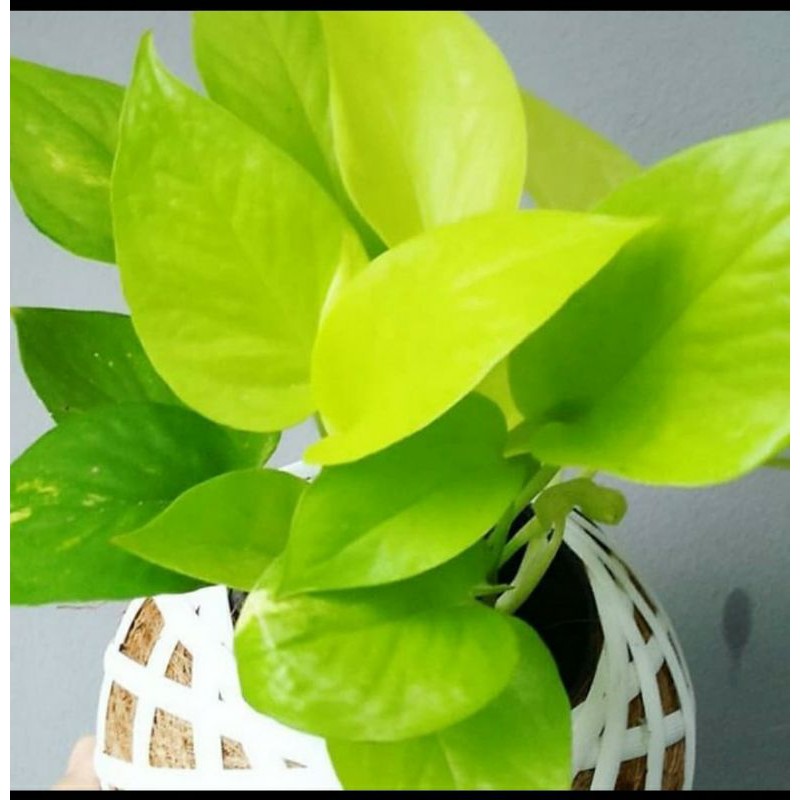 Jual Tanaman hias hidup Sri gading kuning - tanaman sri gading lemon ...