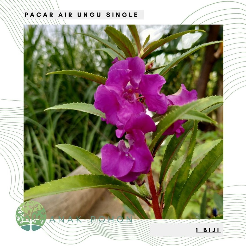 Jual Benih Bibit Biji - Bunga Pacar Air Single UNGU / Purple Rose ...