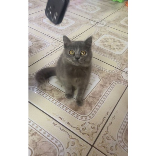 Jual KUCING KITTEN BRITISH SHORT HAIR || BSH BLUE TORTIE | Shopee Indonesia