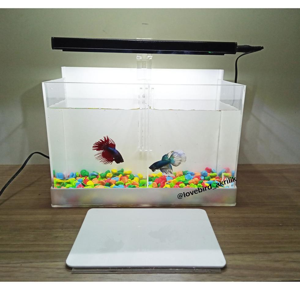 Jual Terbaru Aquarium Mini akrilik, Aquarium sekat, Aquarium Cupang ...