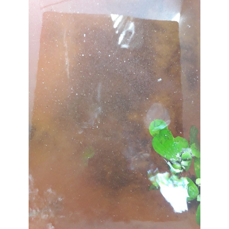 Jual Encu Encu dan Kutir pakan ikan Hias | Shopee Indonesia