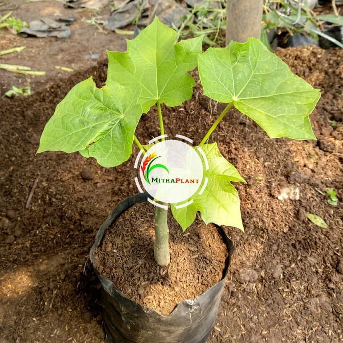 Jual Obral Bibit Pohon Jarak Pagar Tanaman Buah Jarak Pagar Daun Getah ...