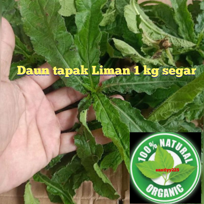 Jual Daun Tapak Liman Segar 1Kg | Shopee Indonesia