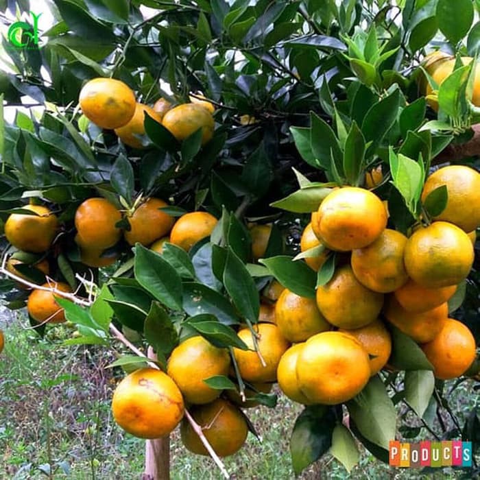 Jual Bibit tanaman jeruk garut Tinggi 70 cm up | Siap tanam dan siap ...