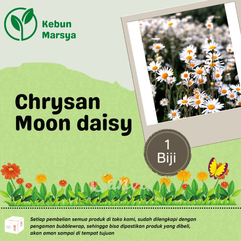 Jual Benih Bunga Chrysanthemum Moon Daisy / Benih Seribu | Shopee Indonesia
