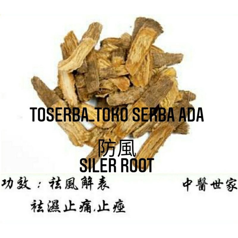 Jual 100gr Herbal Fang Feng 防風 Siler Root / Divaricate Saposhnikovia ...