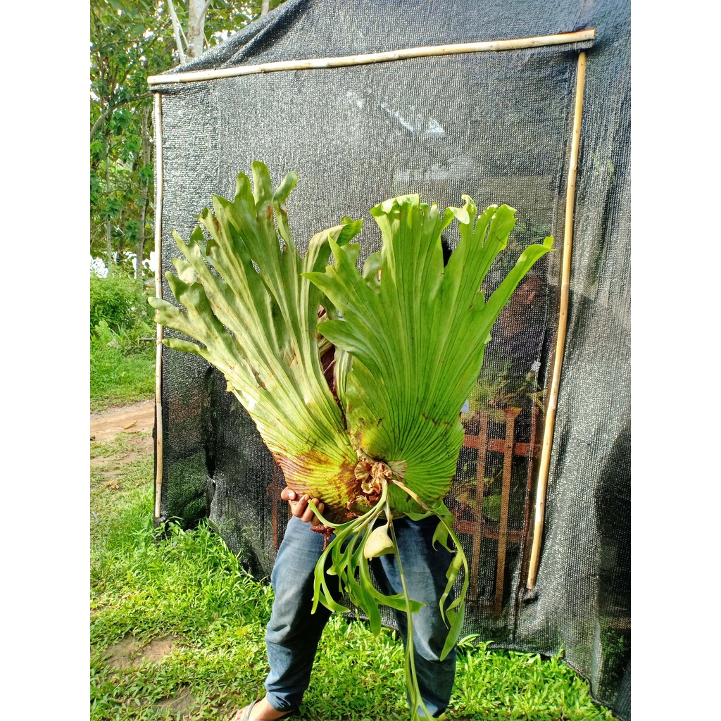 Jual Tanaman Tanduk Rusa (Platycerium Coronarium) Giant size | Shopee ...