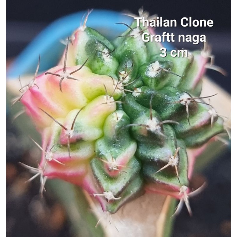 Jual Kaktus Thailand Clone, Graft naga, Dia 3 cm | Shopee Indonesia