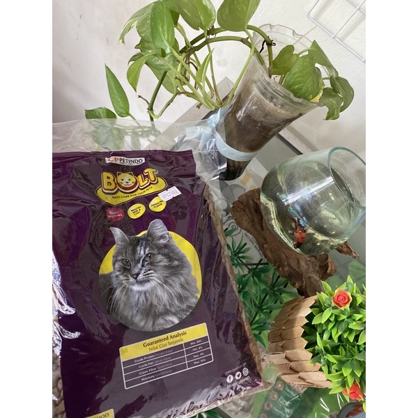 Jual bold cat 800gr | Shopee Indonesia