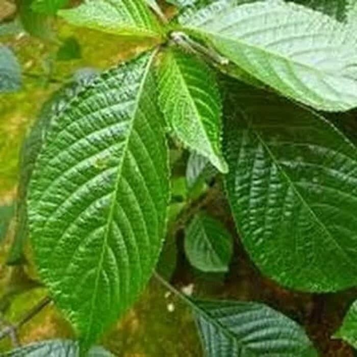 Jual terbaru tanaman kejibeling per 1 tangkai tanaman pecah beling daun ...