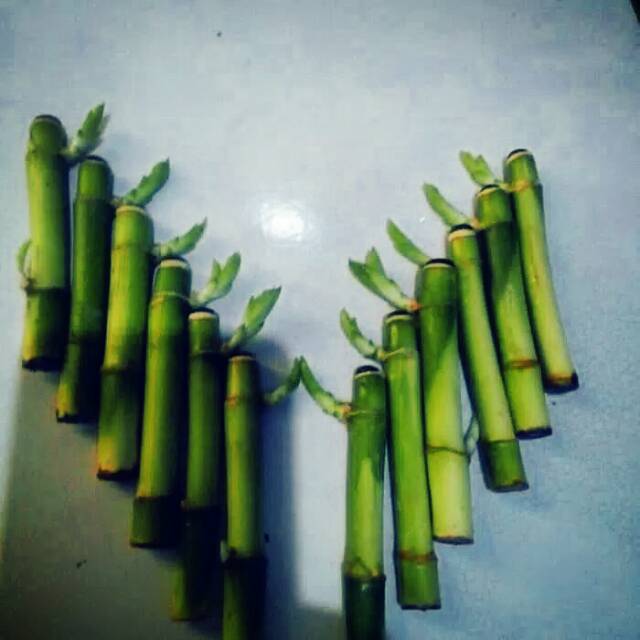 Jual Batangan bambu Hoki mini | Shopee Indonesia