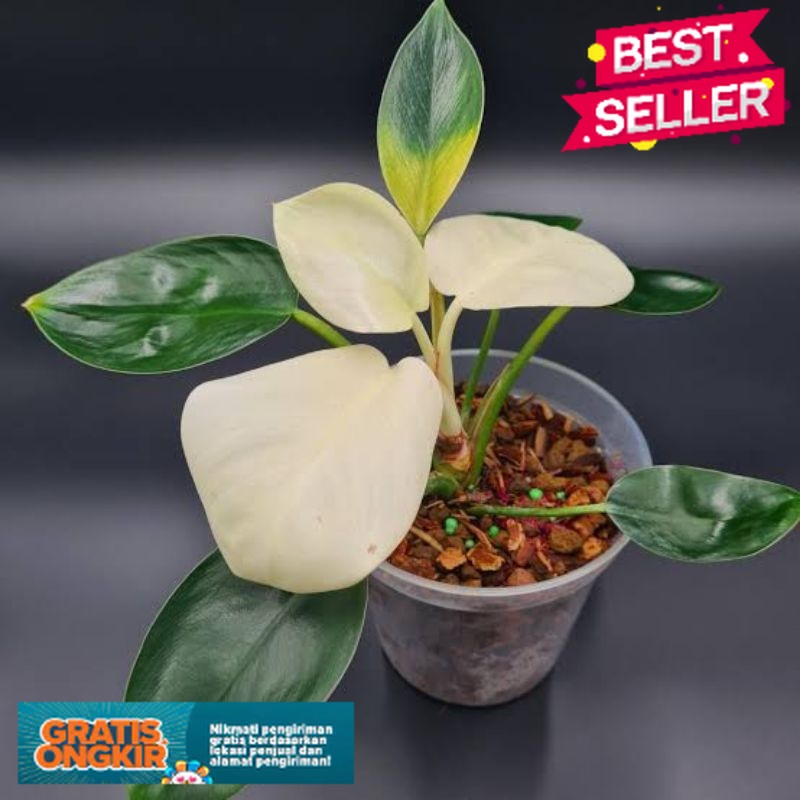 Jual Tanaman Langka Tanaman Hias Philodendron Lemonlime White - Philo ...