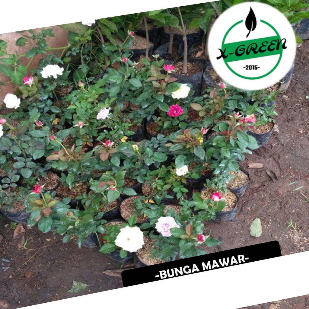 Jual Pohon Bunga Mawar - (X-Green) | Shopee Indonesia
