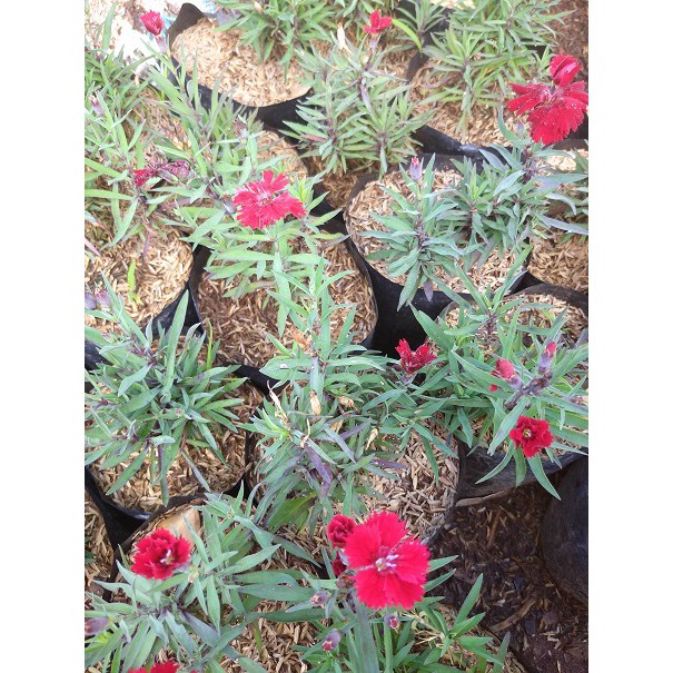 Jual Tanaman Bunga Anyelir~Tanaman Hias Anyelir~Bibit Tumbuhan Anyelir ...
