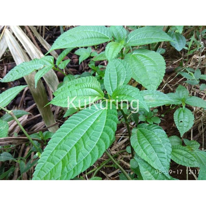 Jual ready DAUN POHPOHAN SEGAR 500 GRAM POH POHAN MAKANAN LALAP KHAS ...