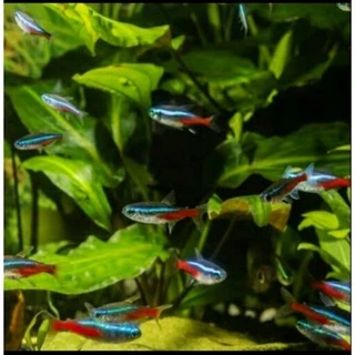 Jual Ikan Neon Terlengkap & Harga Terbaru April 2024 | Shopee Indonesia
