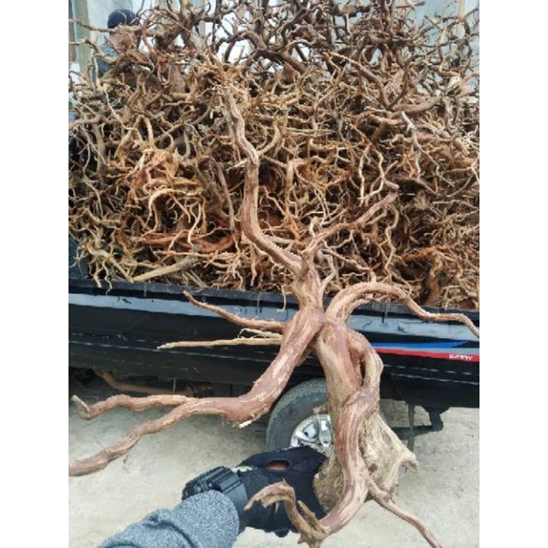 Jual AKAR RASAMALA | Shopee Indonesia