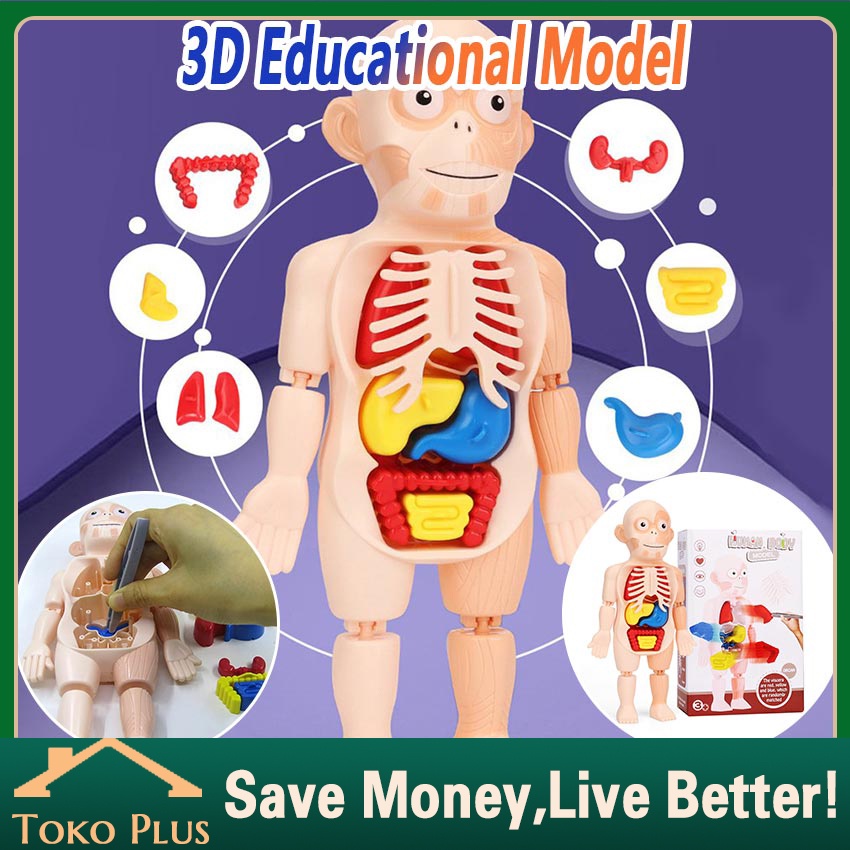 Jual 3D Mainan Edukasi Human Body Model Organ Tubuh Torso Anatomi ...