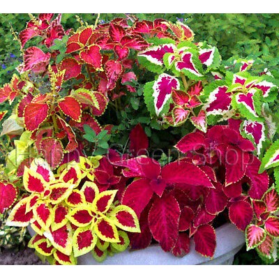 Jual Bibit Benih Biji Bunga Tanaman Coleus Rainbow Mix - Blumei - Biji ...