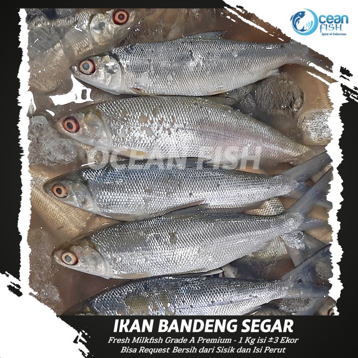 Jual Ikan Bandeng Segar - Fresh Milkfish Super - Bandeng Segar Bersih ...