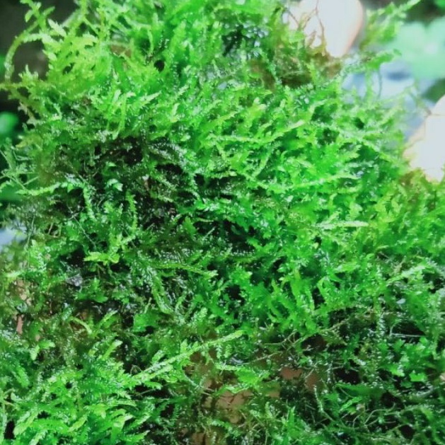 Jual Java moss untuk aquascape,paludarium | Shopee Indonesia