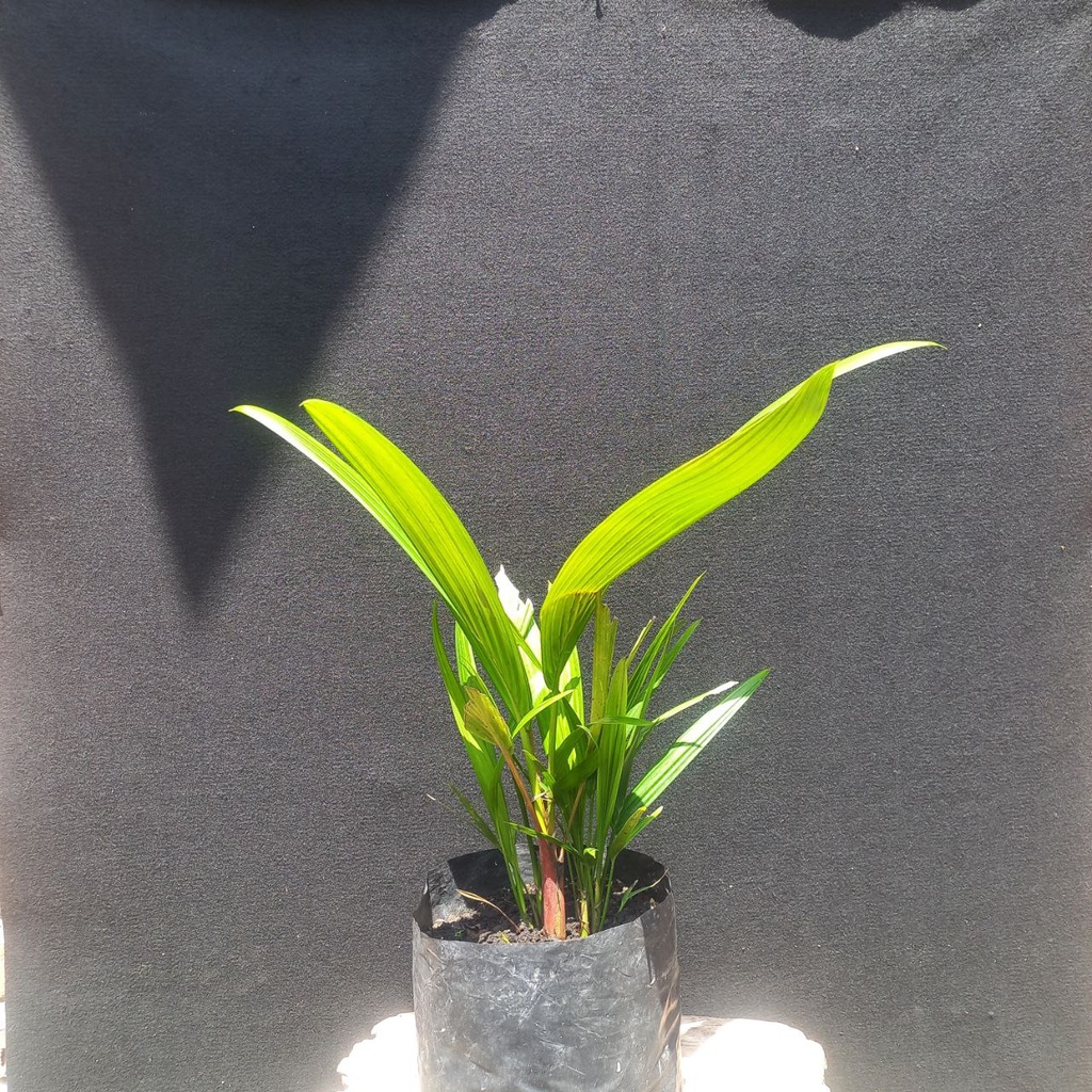 Jual Bibit Pinang Merah / Palem Merah Tanaman Hias Taman | Shopee Indonesia