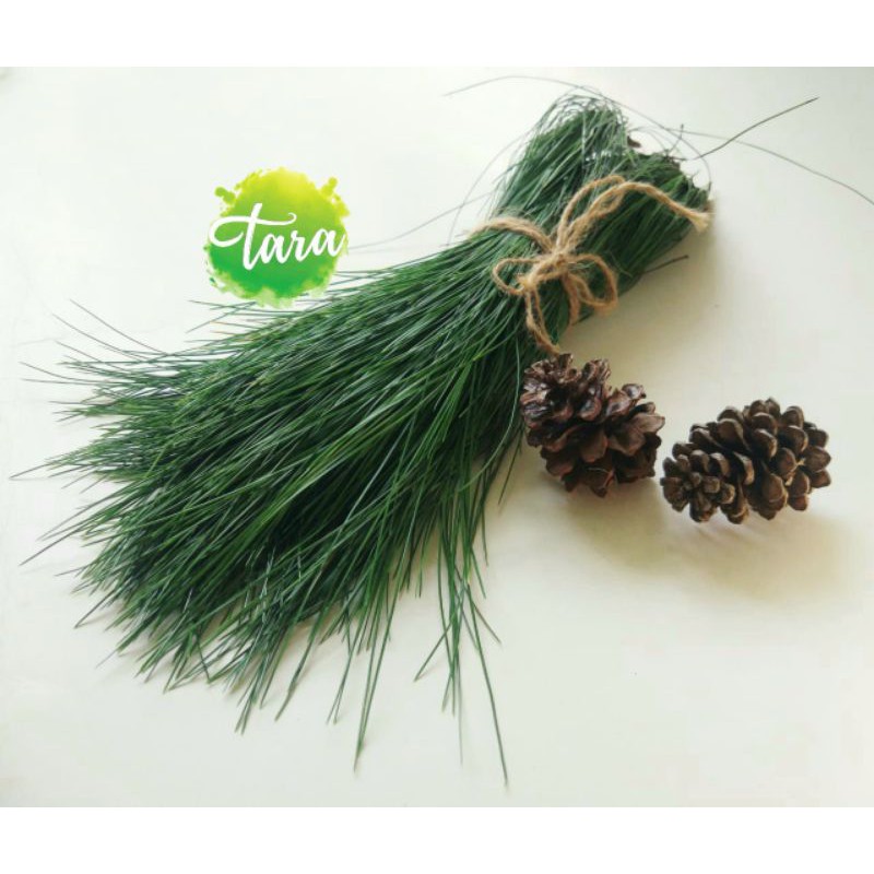 Jual Daun Pinus Segar Fresh Pine Leaves Herbal Obat Stroke, Untuk ...