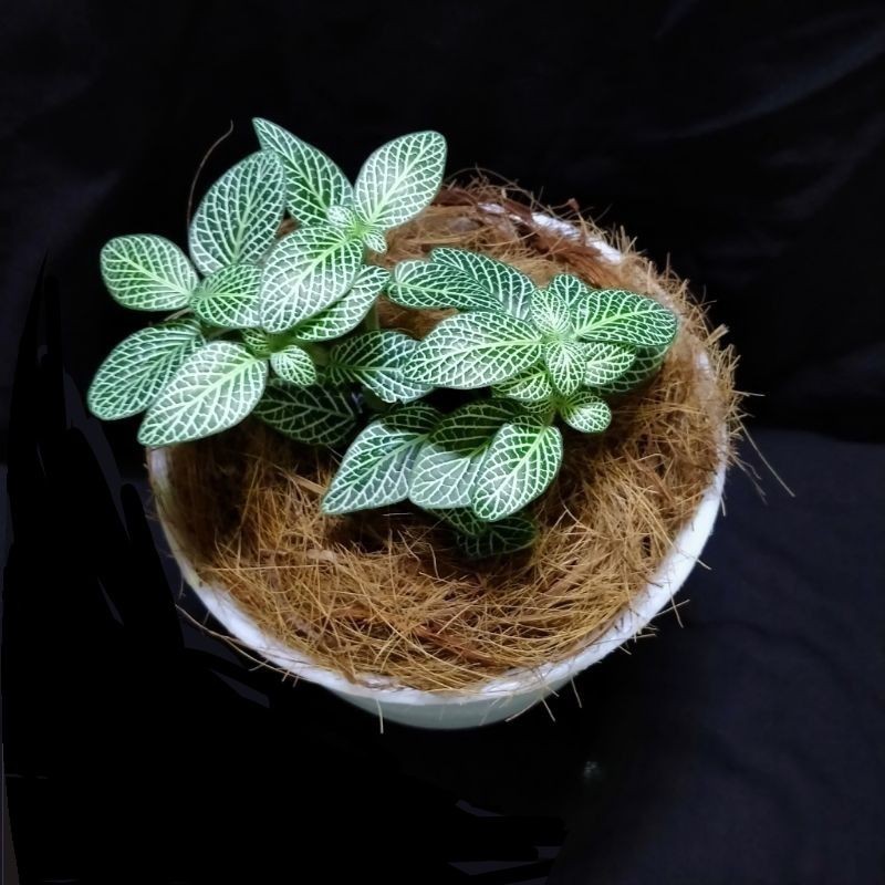 Jual Tanaman Hias Hidup Fitonia Import | Shopee Indonesia