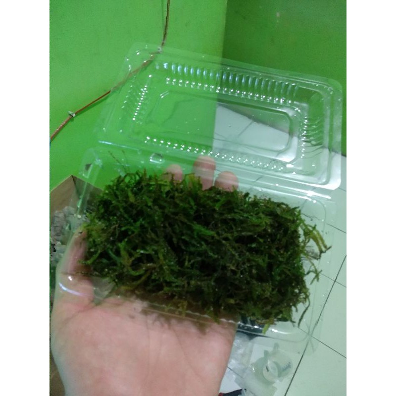 Jual Java Moss tanaman aquascape porsi mika | Shopee Indonesia