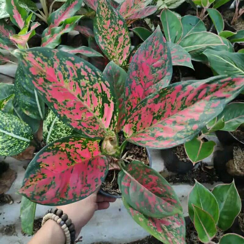 Jual tanaman hias aglonema red venus-aglonema venus-aglaonema red venus ...