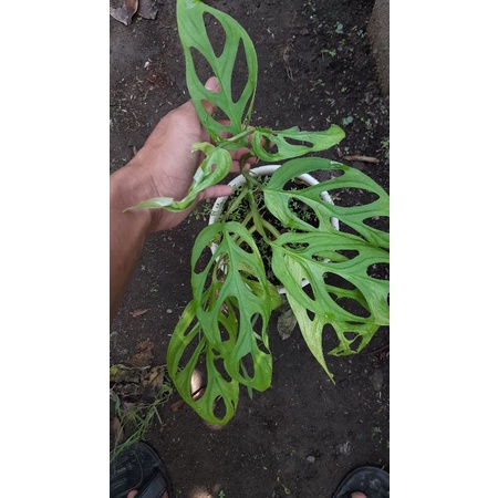 Jual Monstera adansonii variegata / janda bolong variegata lokal ...