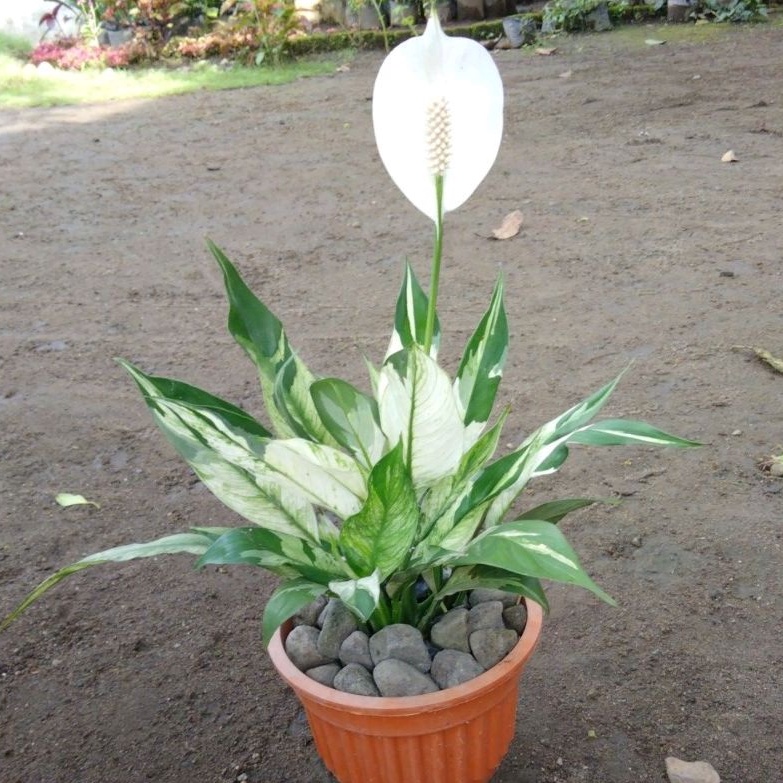 Jual (BISA COD)Tanaman bunga peac lily farigata,spatufilum bunga indoor ...