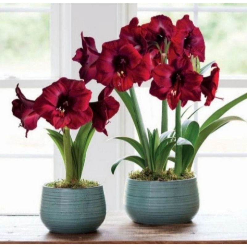 Jual Pohon Bakung Amarilis Bunga Merah Maroon Tanaman Hias Bakung ...