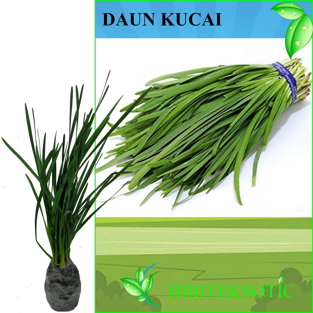 Jual Tanaman Daun Kucai (Chives) | Shopee Indonesia