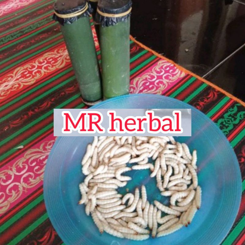 Jual Ulat bambu umpan pancing 25 ekor ada bonus | Shopee Indonesia