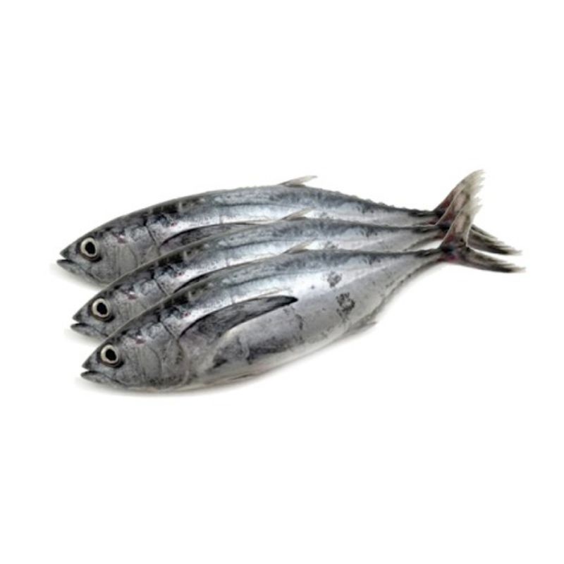 Jual Ikan Tongkol Fresh Sedang || 500gr | Shopee Indonesia