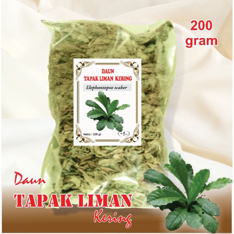 Jual daun tapak liman/herbal daun tapak liman. 200 gram | Shopee Indonesia