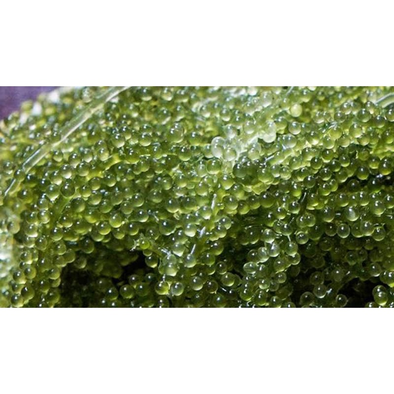 Jual Anggur Laut (Latoh/caviar) | Shopee Indonesia