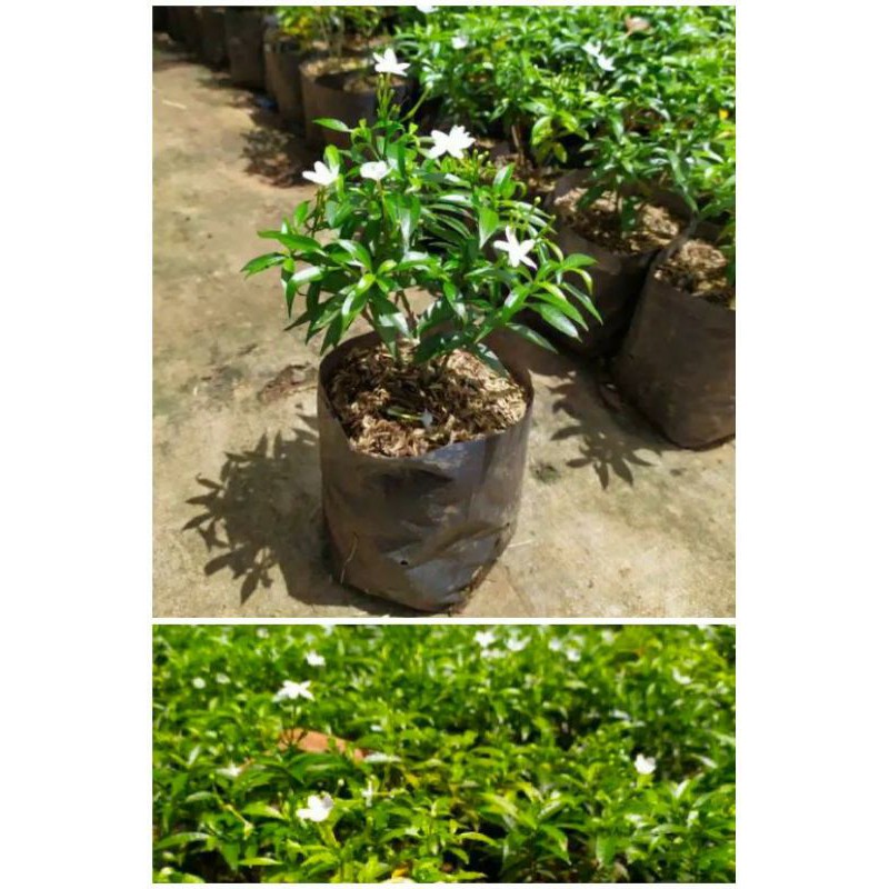 Jual tanaman hias rembosa mini-pohon rembosa hijau | Shopee Indonesia