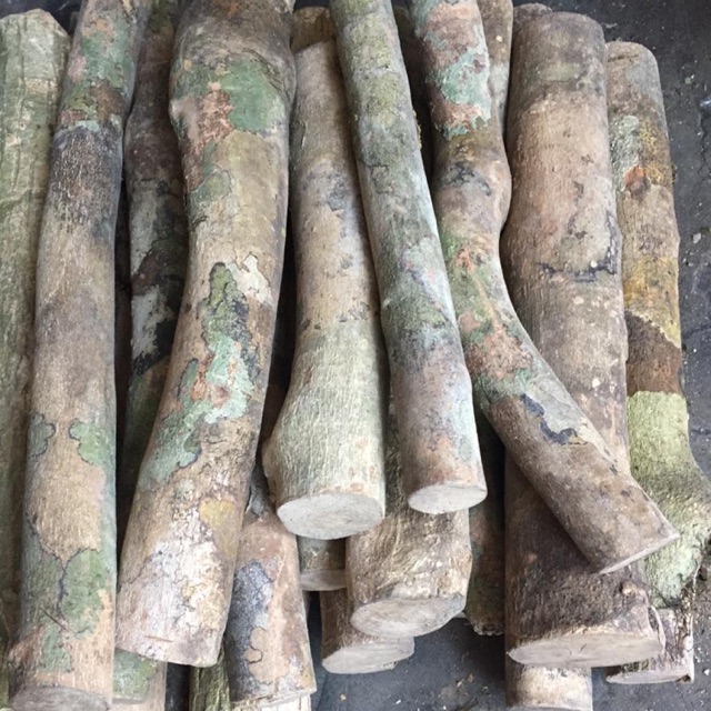 Jual Kayu ular papua asli | Shopee Indonesia