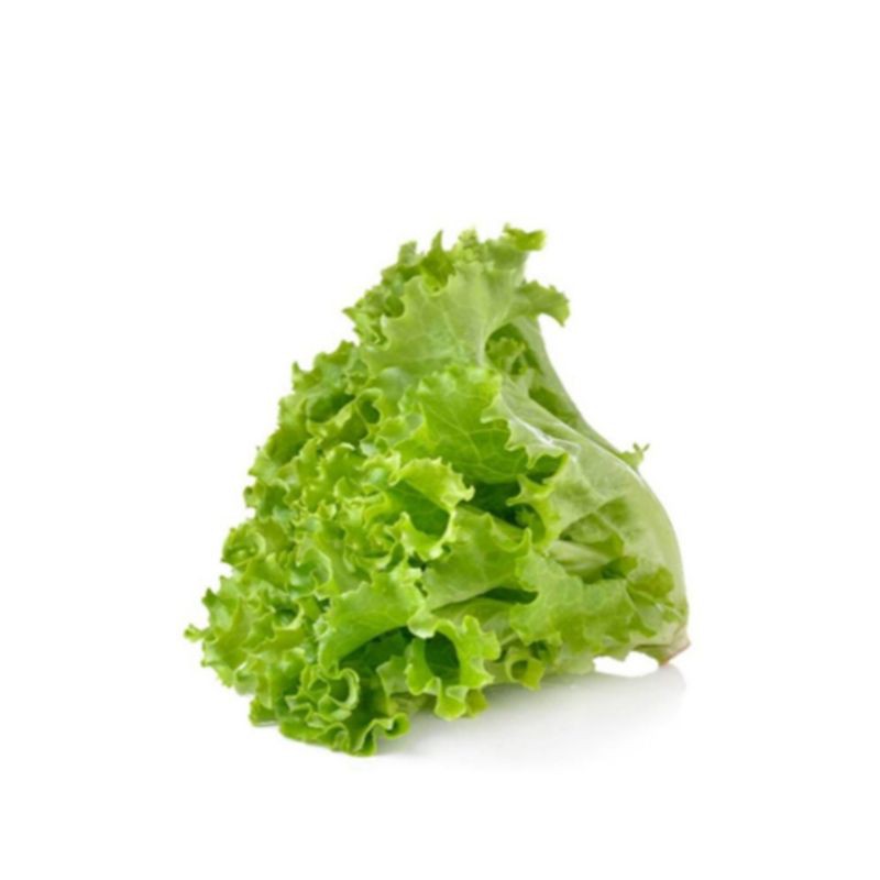 Jual [PASAR ONLINE] Romen / Romaine || Letuce / Letus || Seledri Stik ...