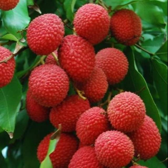 Jual isi 1 benih biji Buah Leci Kom Dwarf Lychee -rsb1990 | Shopee ...