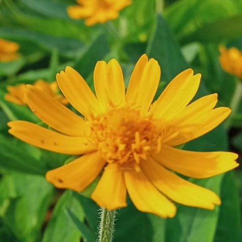Jual Tanaman Hias Matahari Mini Kuning | Bunga Melampodium Kuning ...